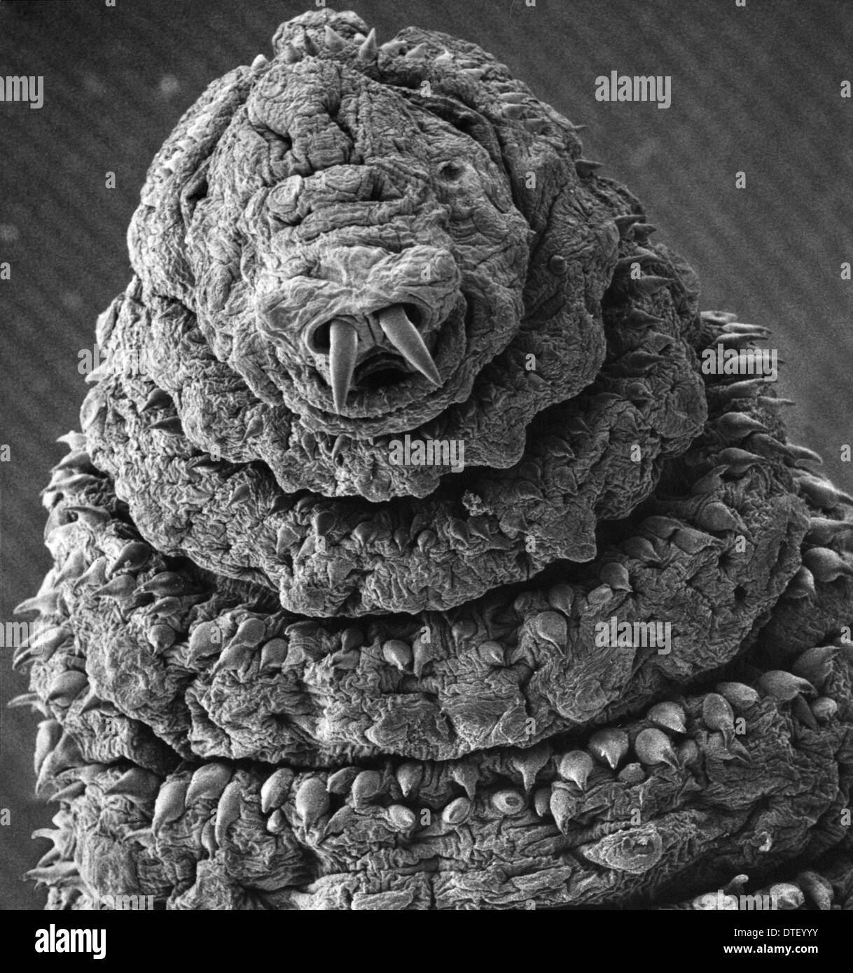 Bot fly larvae immagini e fotografie stock ad alta risoluzione - Alamy