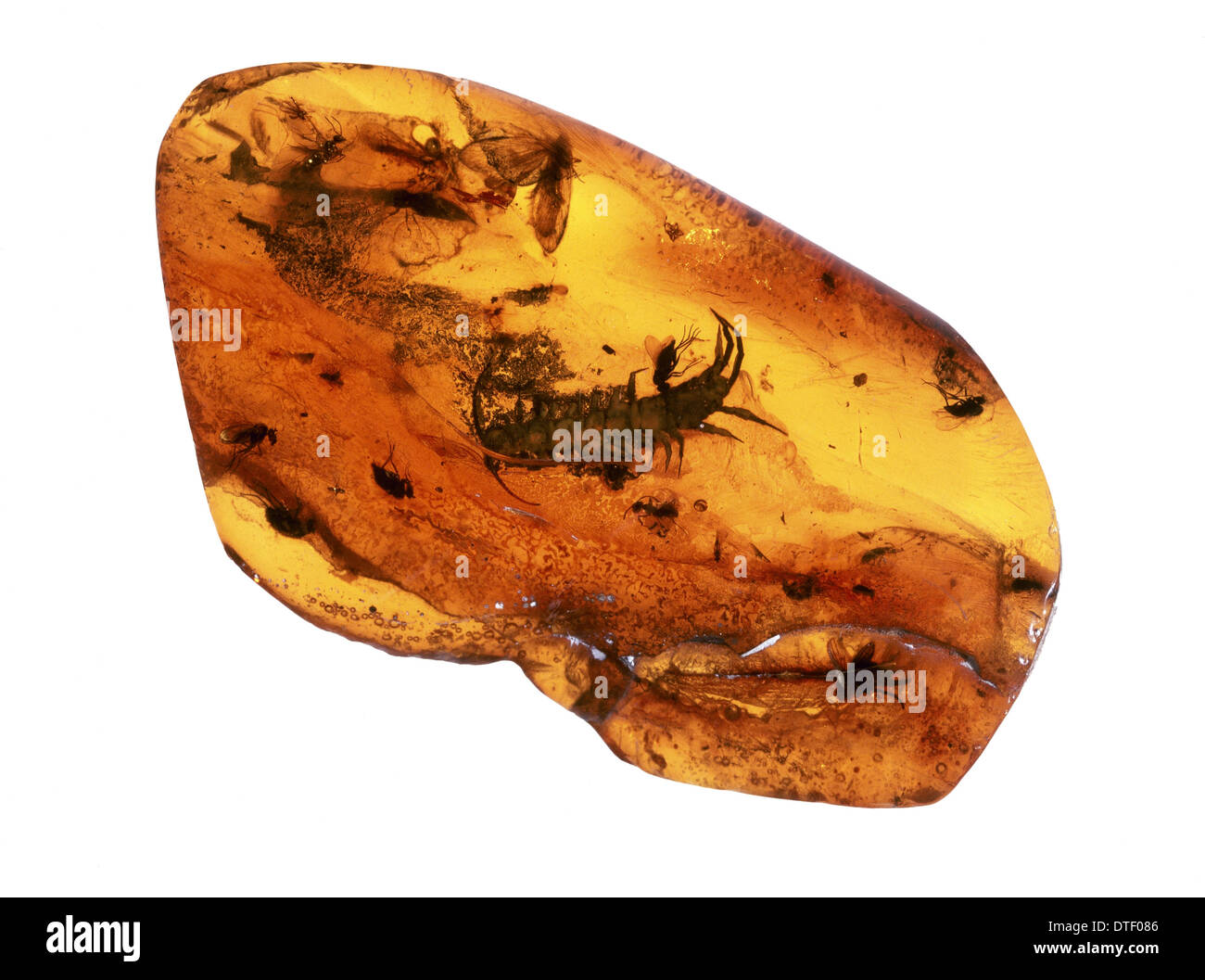 Insetto fossilizzato immagini e fotografie stock ad alta risoluzione ...