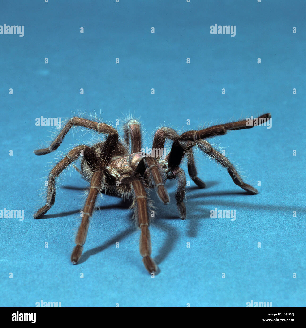 Tarantola gigante immagini e fotografie stock ad alta risoluzione - Alamy