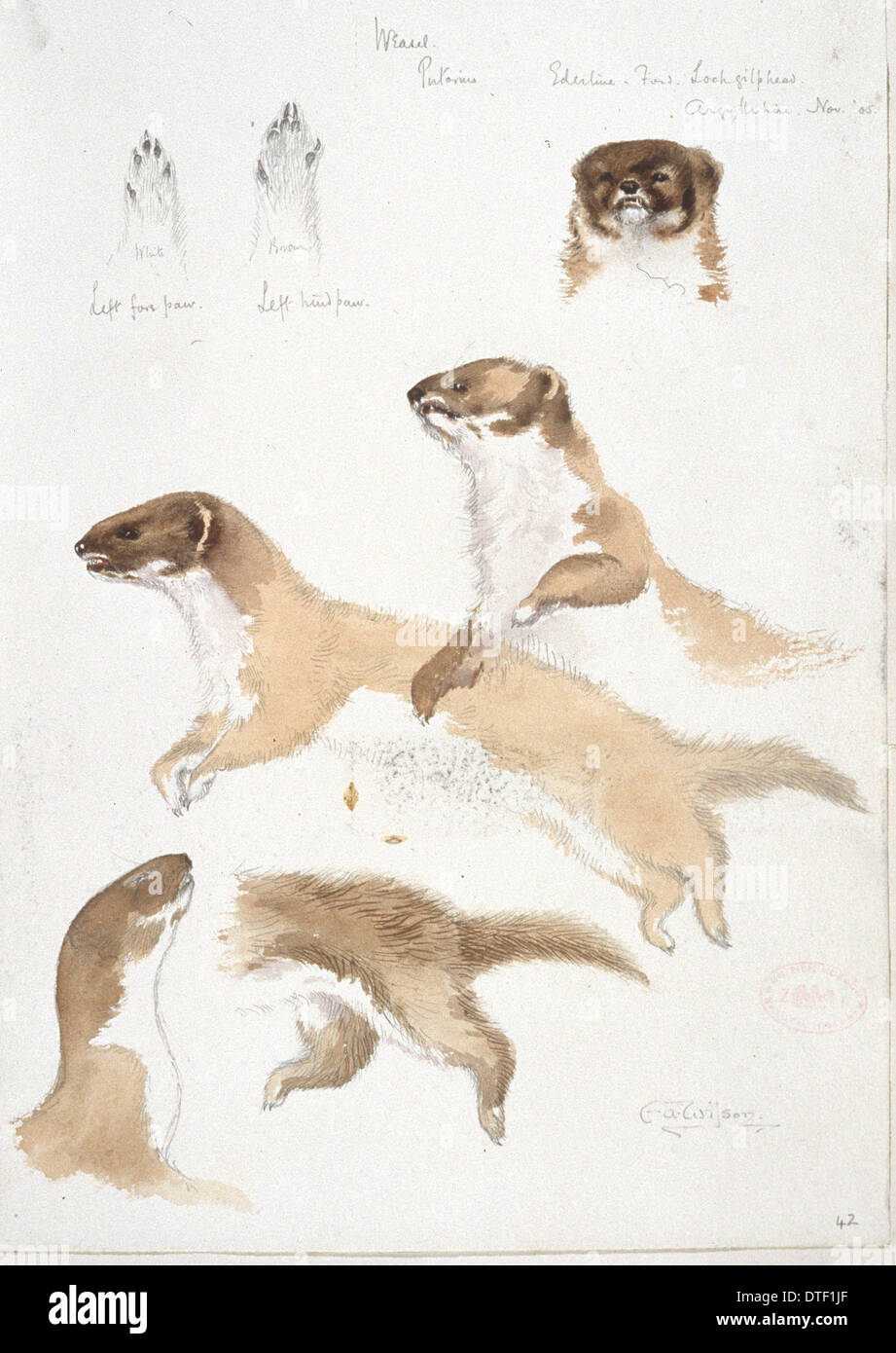 Disegno a matita animale donnola immagini e fotografie stock ad alta ...