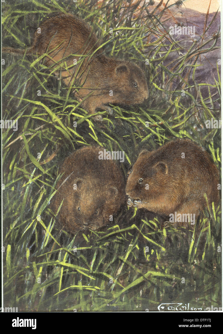 Microtus arvalis orcadensis immagini e fotografie stock ad alta ...