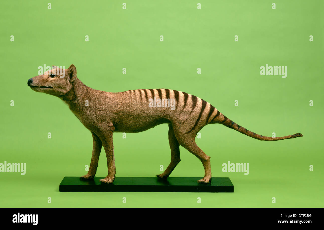 Thylacinus cynocephalus immagini e fotografie stock ad alta risoluzione ...