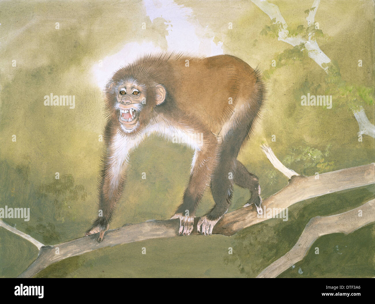 Aegyptopithecus zeuxis immagini e fotografie stock ad alta risoluzione ...