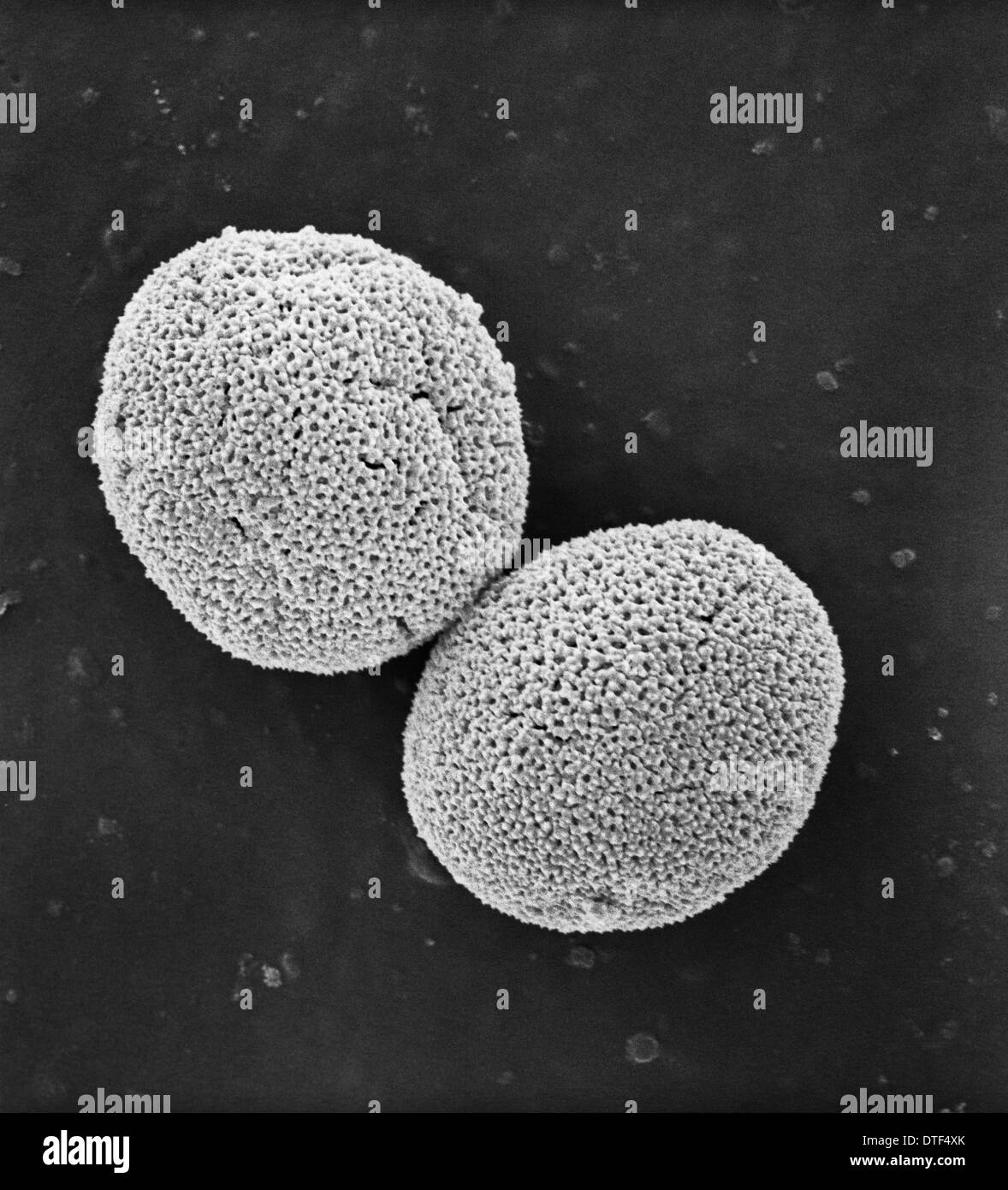 Polline di pioppo immagini e fotografie stock ad alta risoluzione - Alamy