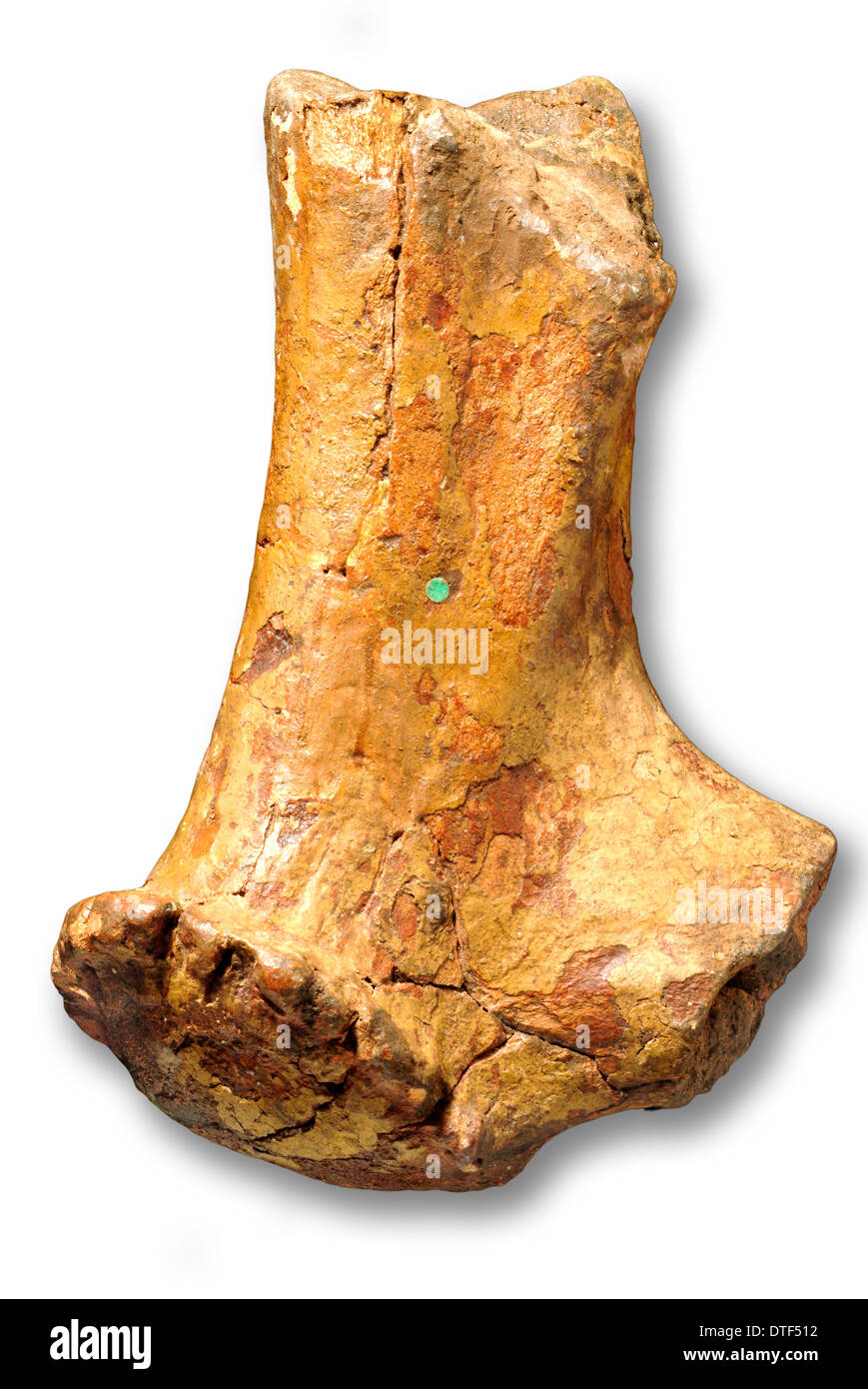 Cervus elaphus Immagini senza sfondo e Foto Stock ritagliate - Alamy