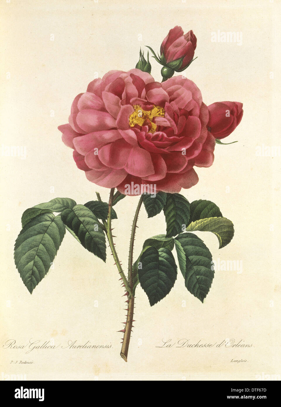 Rose drawing immagini e fotografie stock ad alta risoluzione - Alamy