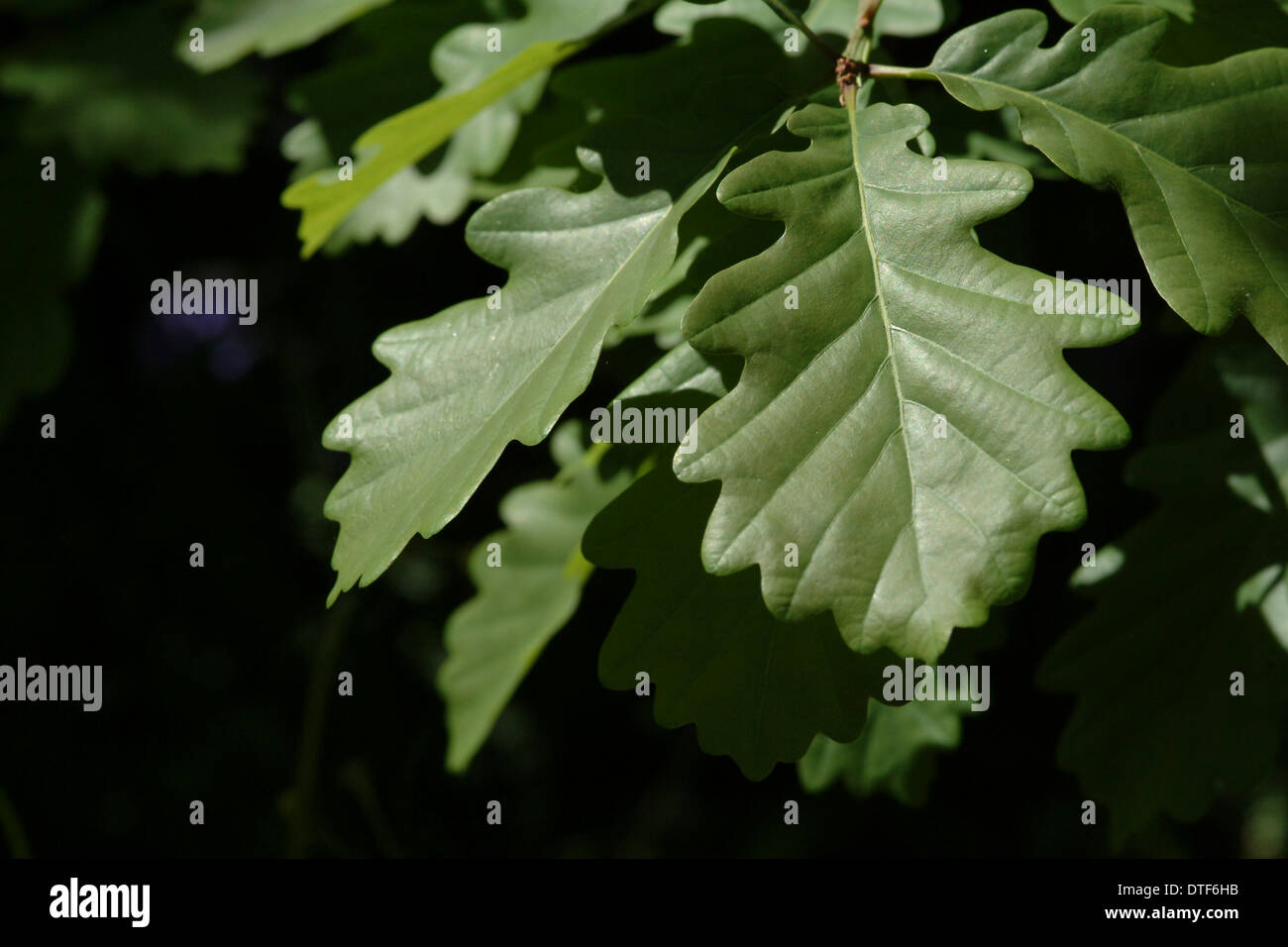 Quercus species immagini e fotografie stock ad alta risoluzione - Alamy