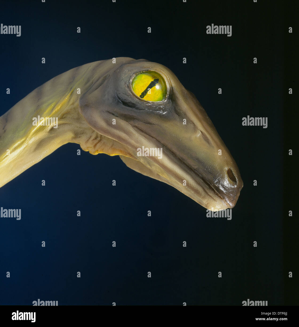 Dinosaur troodon immagini e fotografie stock ad alta risoluzione - Alamy