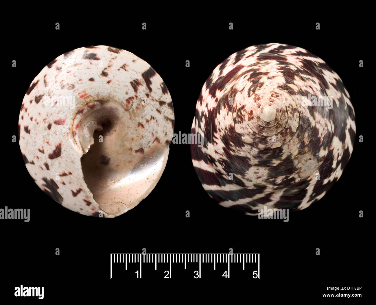 Trochus niloticus immagini e fotografie stock ad alta risoluzione - Alamy