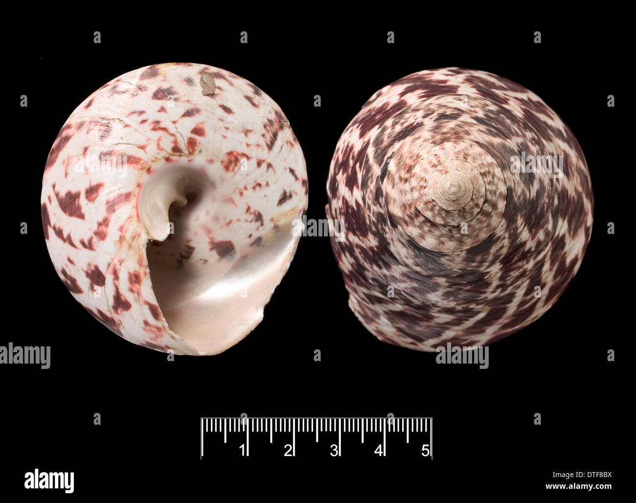 Trochus niloticus immagini e fotografie stock ad alta risoluzione - Alamy