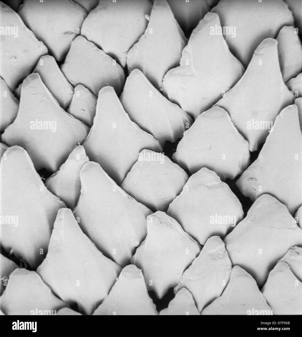 Palombo pesce immagini e fotografie stock ad alta risoluzione - Alamy