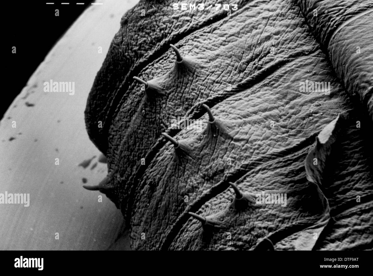 Anatomia del lombrico immagini e fotografie stock ad alta risoluzione - Alamy