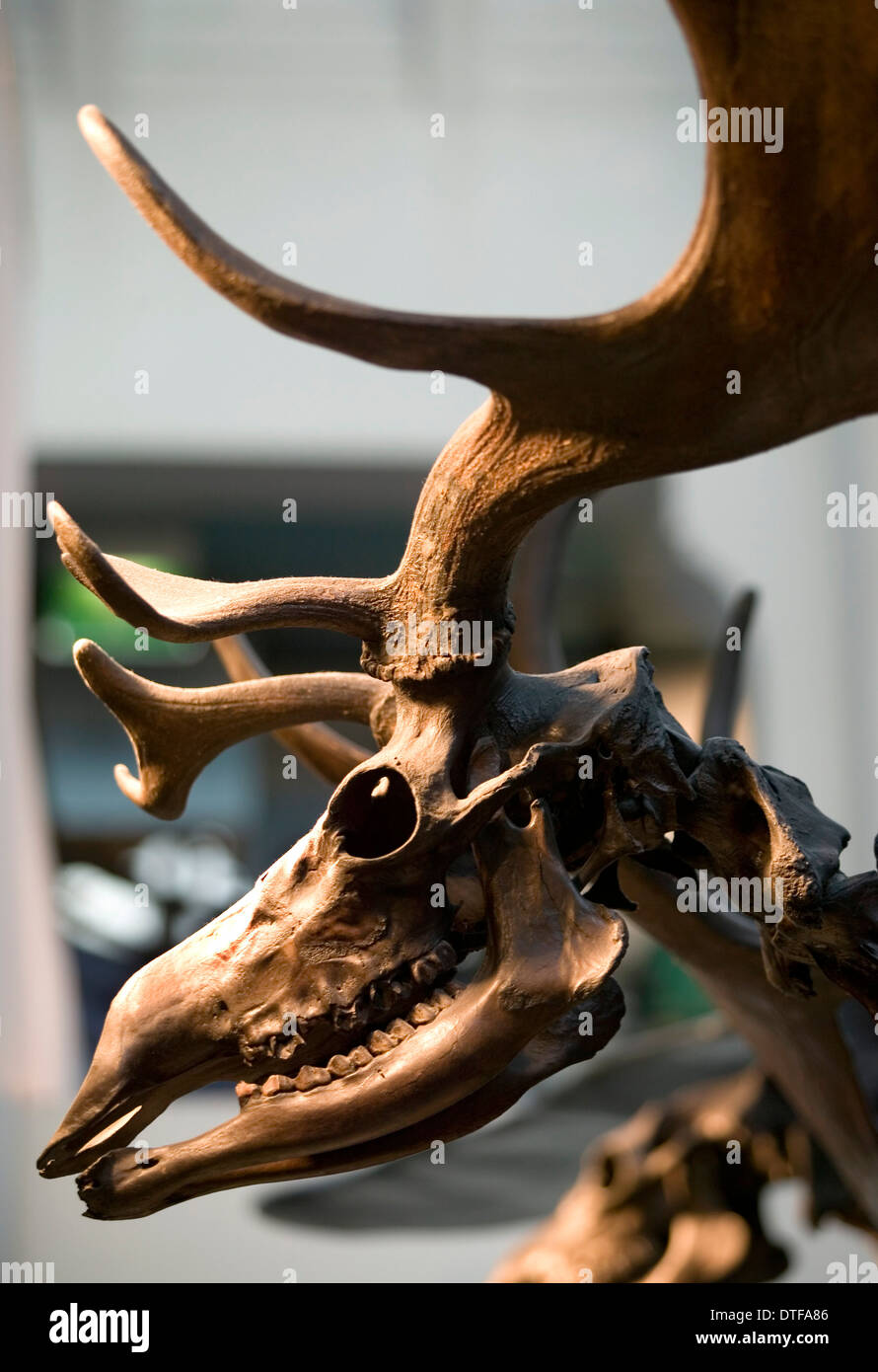 Giant deer immagini e fotografie stock ad alta risoluzione - Alamy
