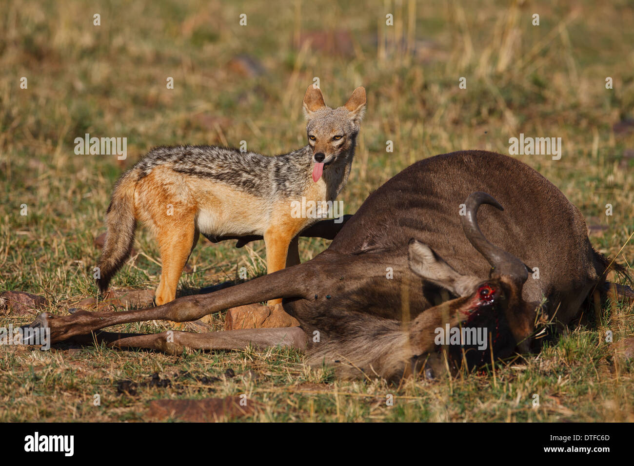 Morte degli gnu immagini e fotografie stock ad alta risoluzione - Alamy