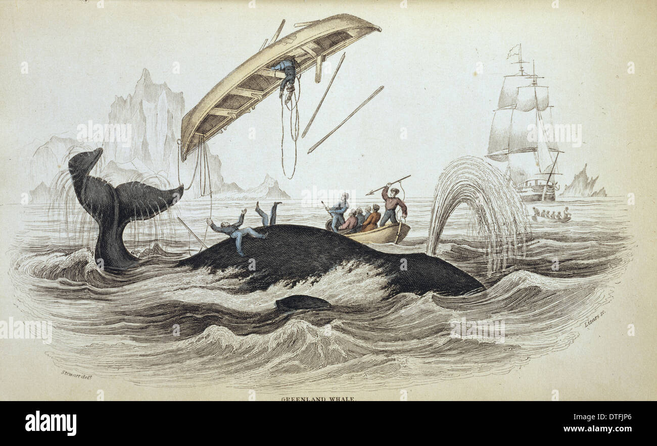 Balena di balena balaena mysticetus immagini e fotografie stock ad alta ...