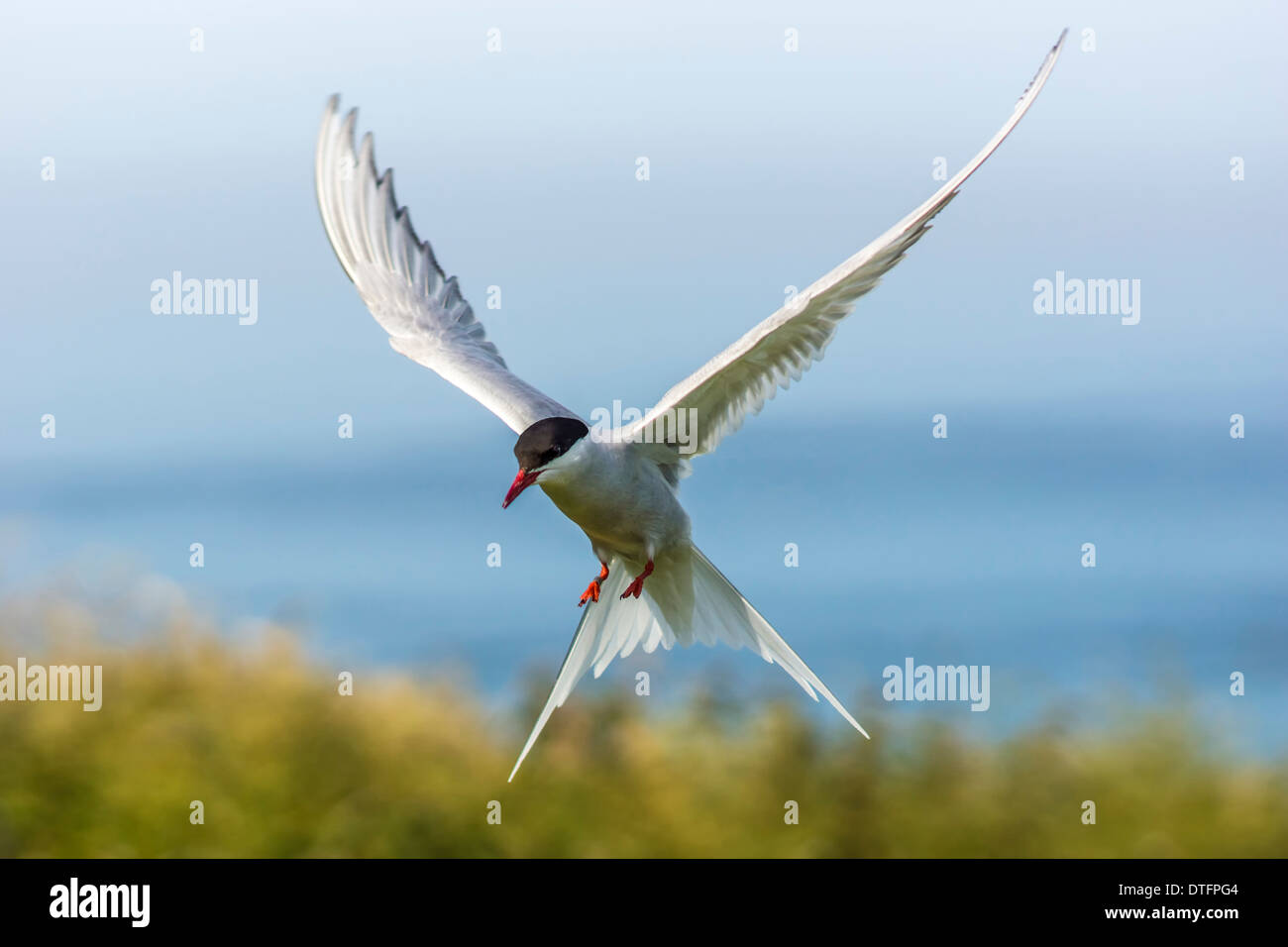 Pesca della sterna artica immagini e fotografie stock ad alta ...