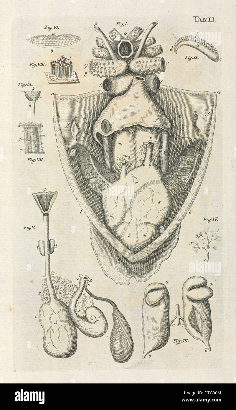 Anatomia disegno immagini e fotografie stock ad alta risoluzione - Alamy