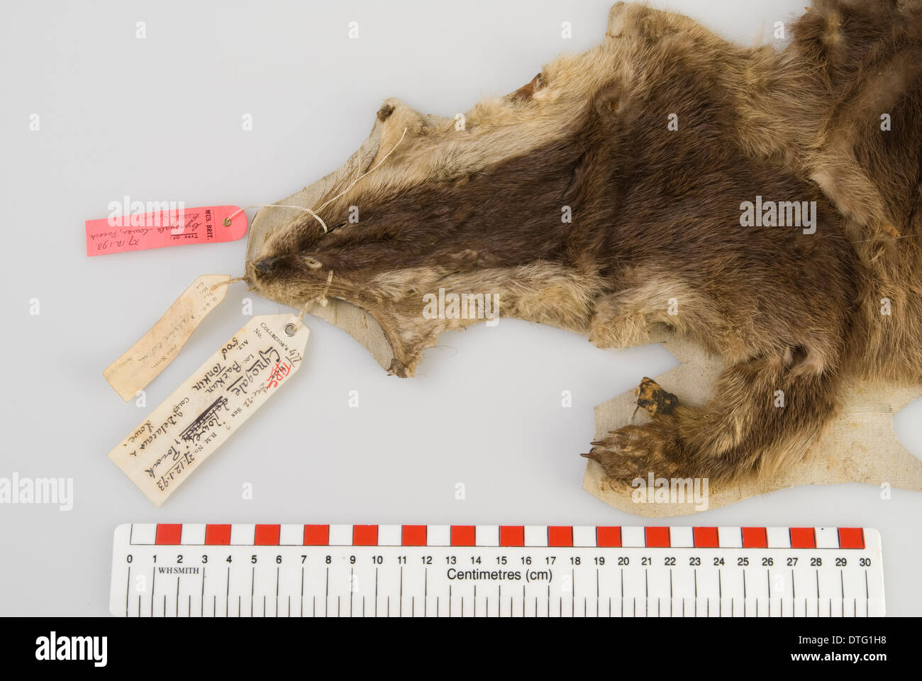 Cynogale bennettii immagini e fotografie stock ad alta risoluzione - Alamy