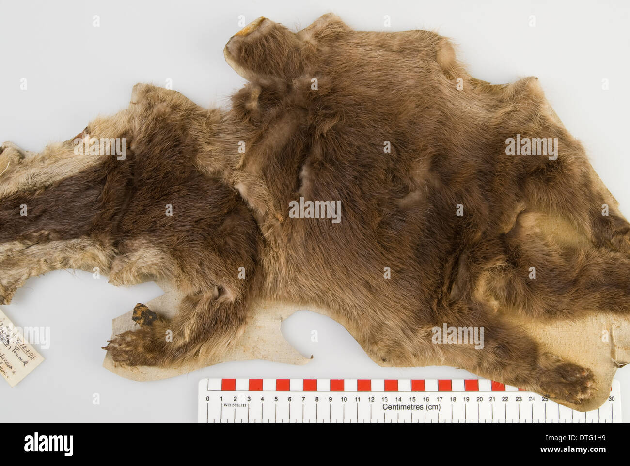 Cynogale bennettii immagini e fotografie stock ad alta risoluzione - Alamy