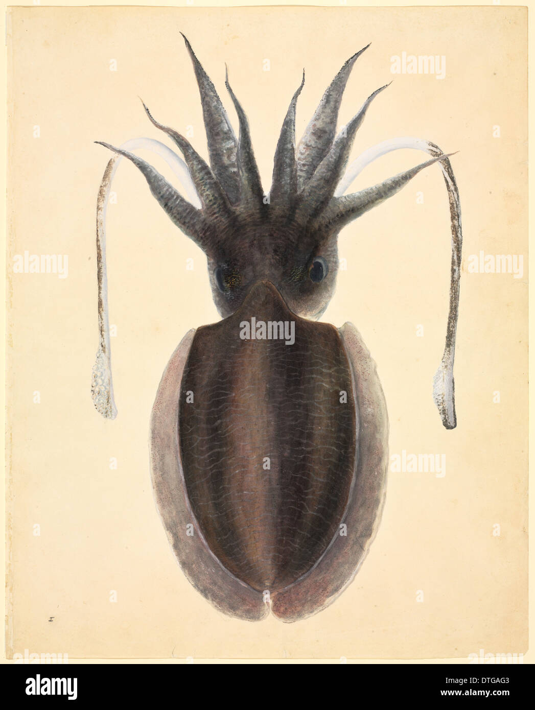 Anatomia del calamaro immagini e fotografie stock ad alta risoluzione ...