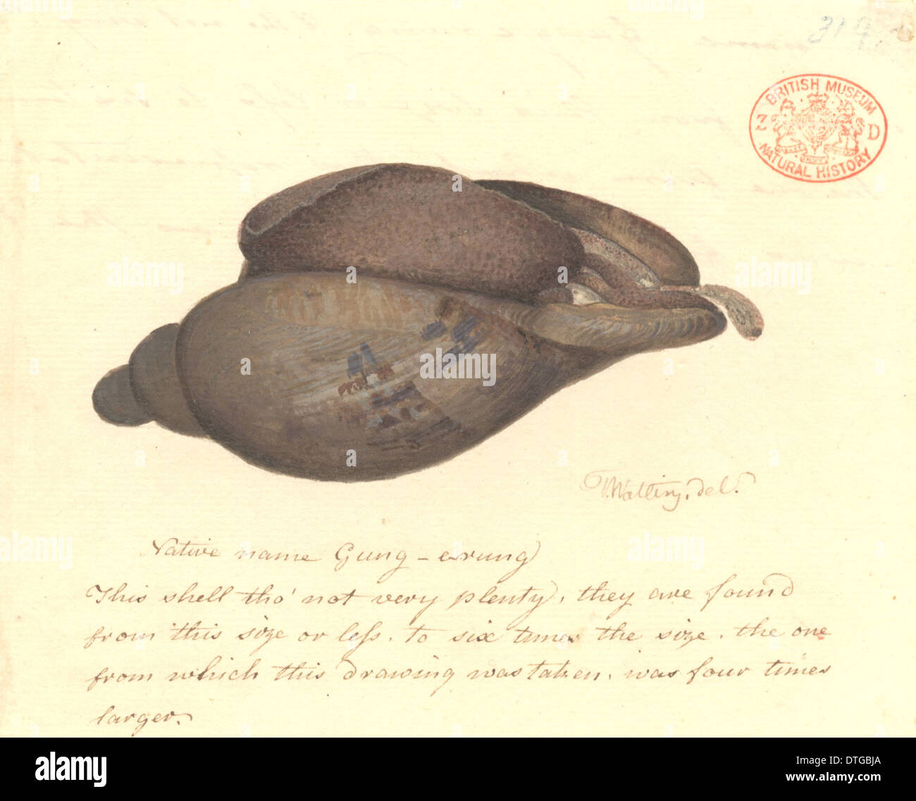 Mollusc shell illustration immagini e fotografie stock ad alta ...