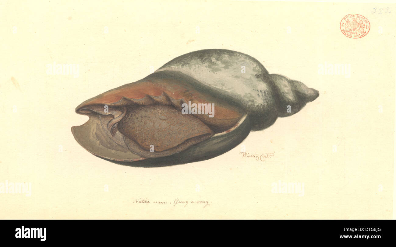 Mollusc shell illustration immagini e fotografie stock ad alta ...