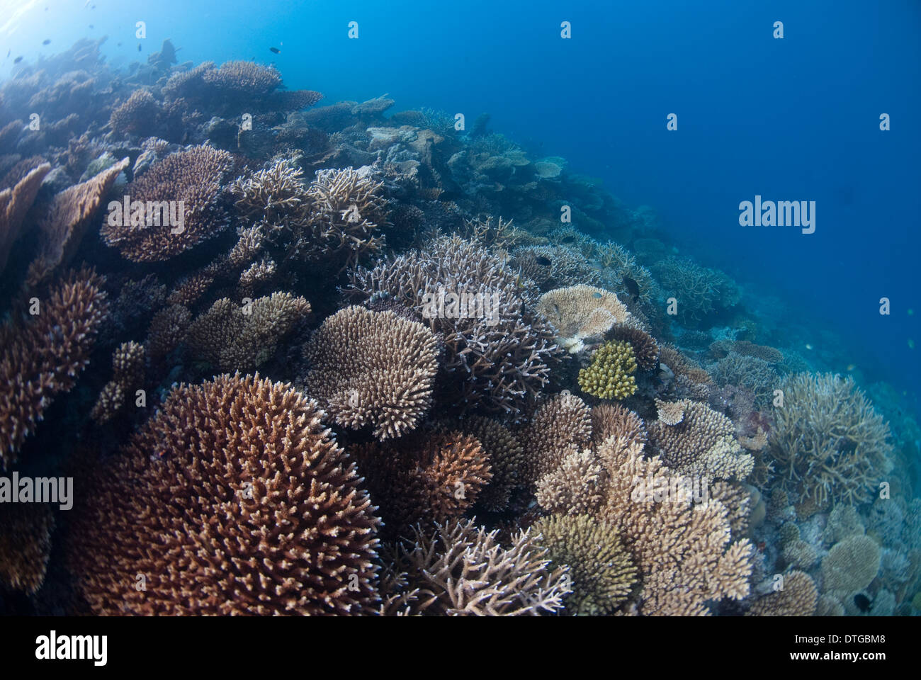 Reef maldive immagini e fotografie stock ad alta risoluzione - Alamy