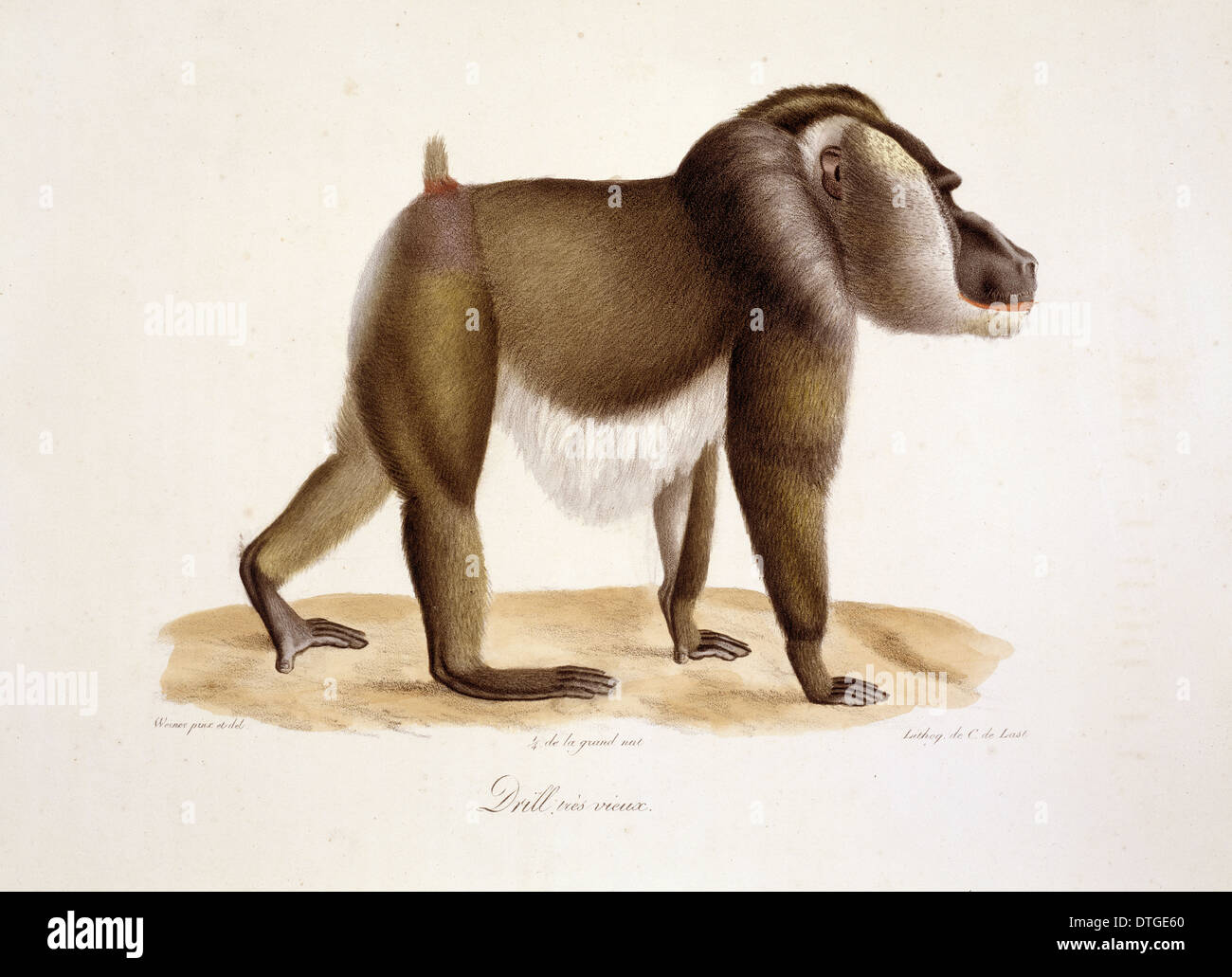 1 trapano immagini e fotografie stock ad alta risoluzione - Alamy