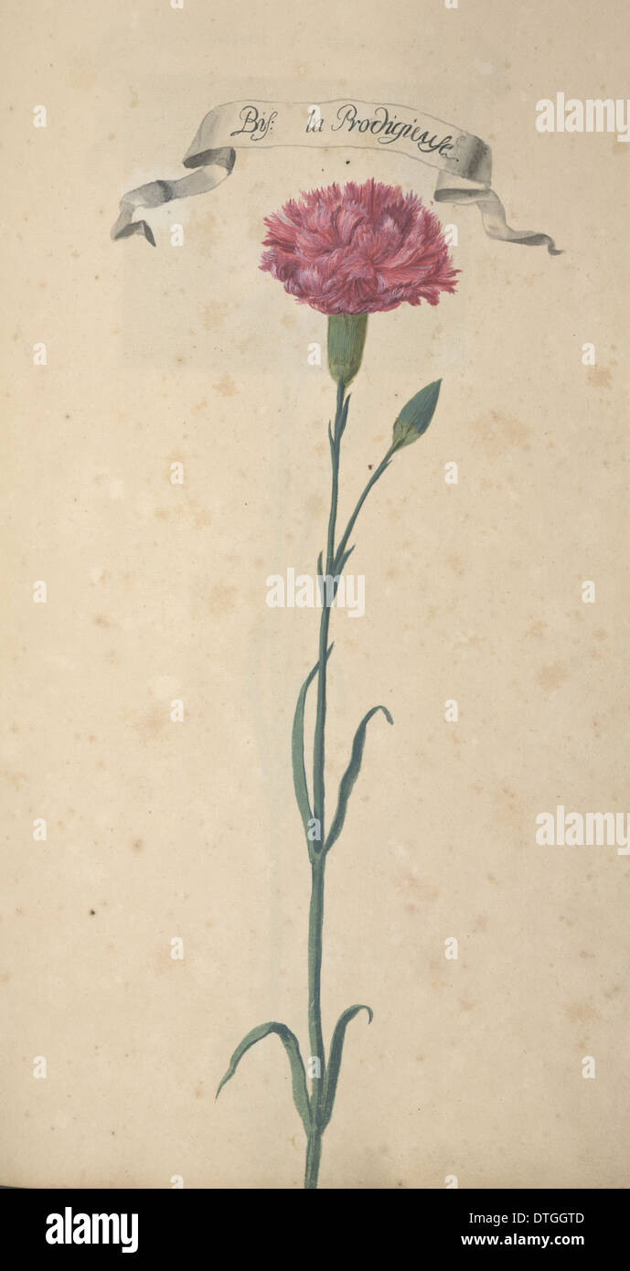 Garofano garofano dianthus immagini e fotografie stock ad alta ...