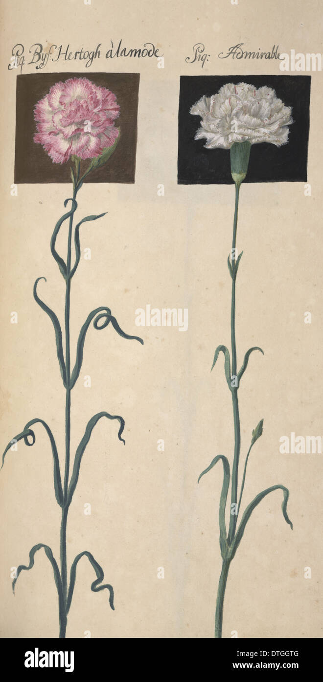 Garofano garofano dianthus immagini e fotografie stock ad alta ...