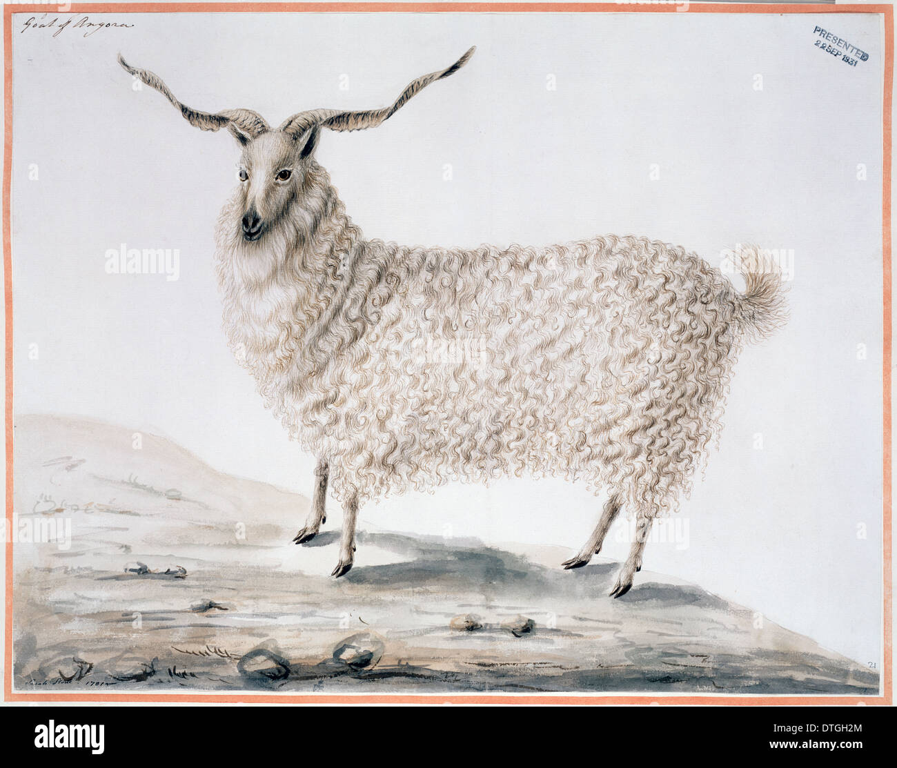 Capra lanosa immagini e fotografie stock ad alta risoluzione - Alamy