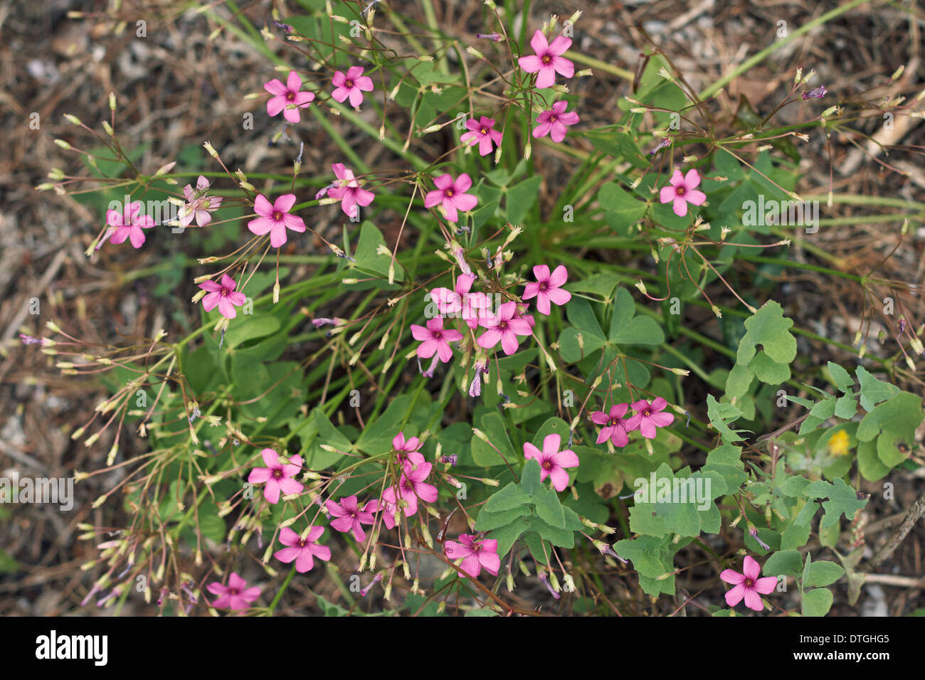 Fiore rosa con piccoli petali immagini e fotografie stock ad alta ...