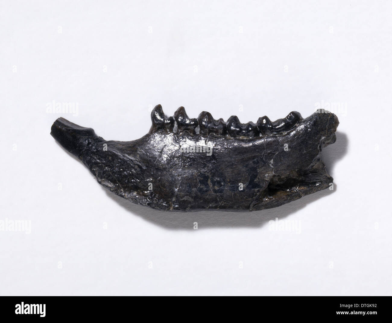 Primate skull immagini e fotografie stock ad alta risoluzione - Alamy