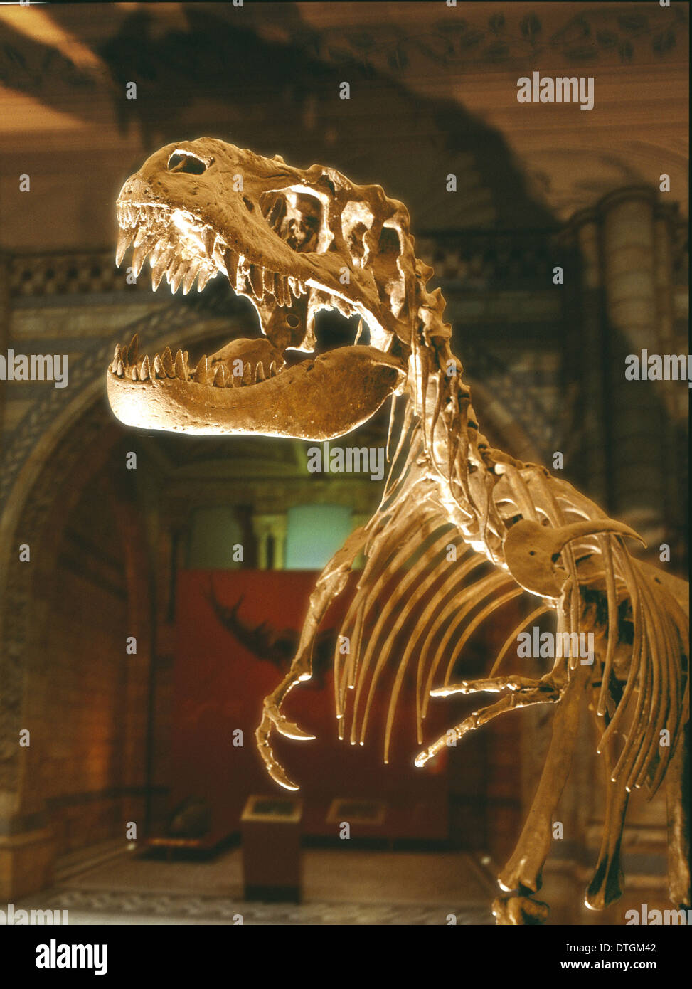 Albertosaurus tyrannosaurid theropod dinosauro periodo tardo cretaceo immagini e fotografie ...