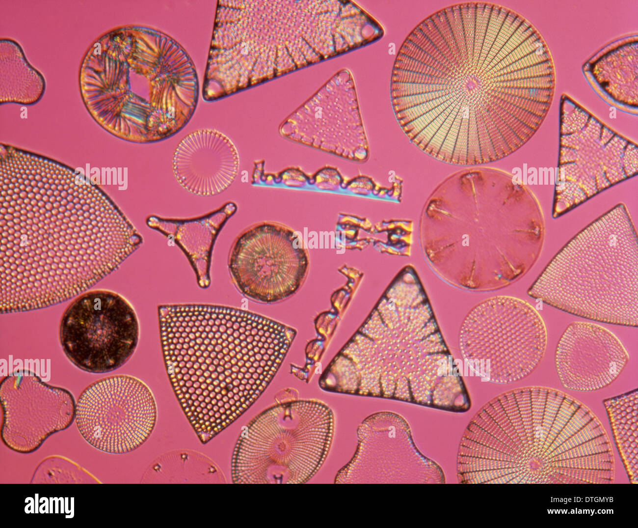 Diatomee protozoi immagini e fotografie stock ad alta risoluzione - Alamy
