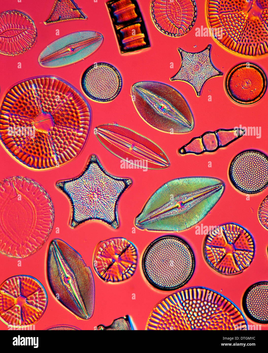 Diatomee protozoi immagini e fotografie stock ad alta risoluzione - Alamy