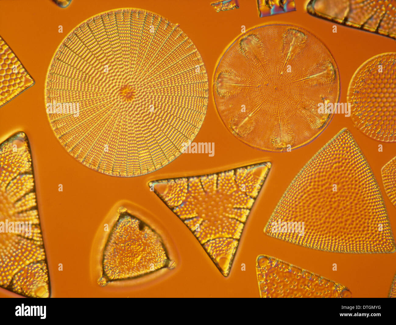 Diatomee protozoi immagini e fotografie stock ad alta risoluzione - Alamy