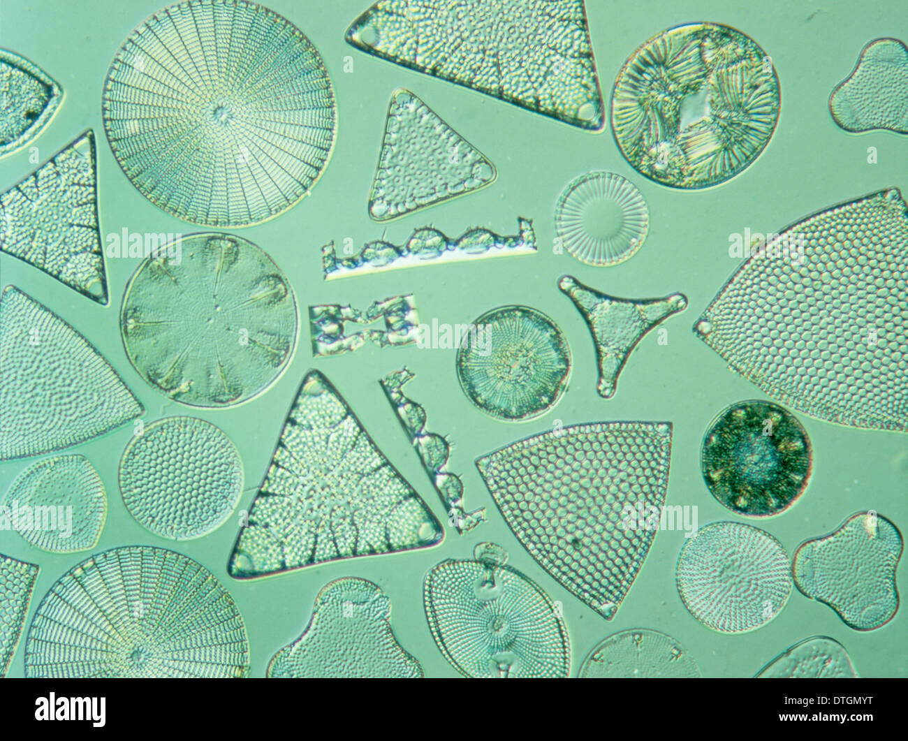 Diatomee protozoi immagini e fotografie stock ad alta risoluzione - Alamy