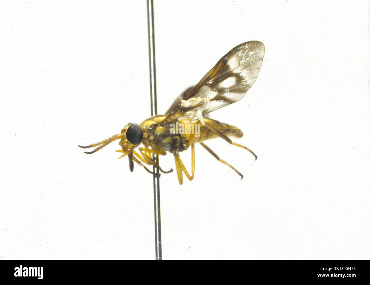 Dermatobia hominis immagini e fotografie stock ad alta risoluzione - Alamy