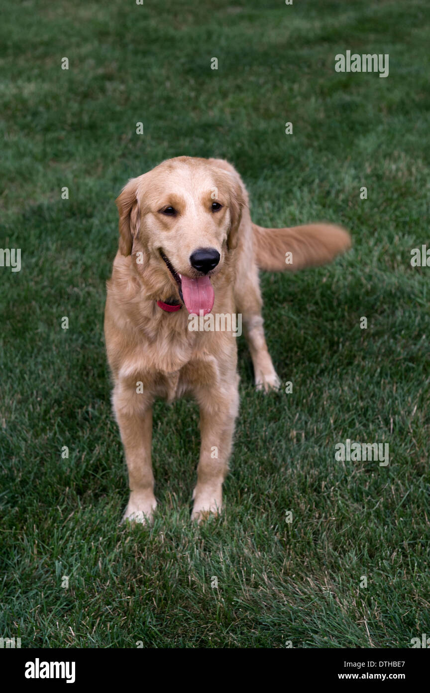 Golden retriver immagini e fotografie stock ad alta risoluzione - Alamy