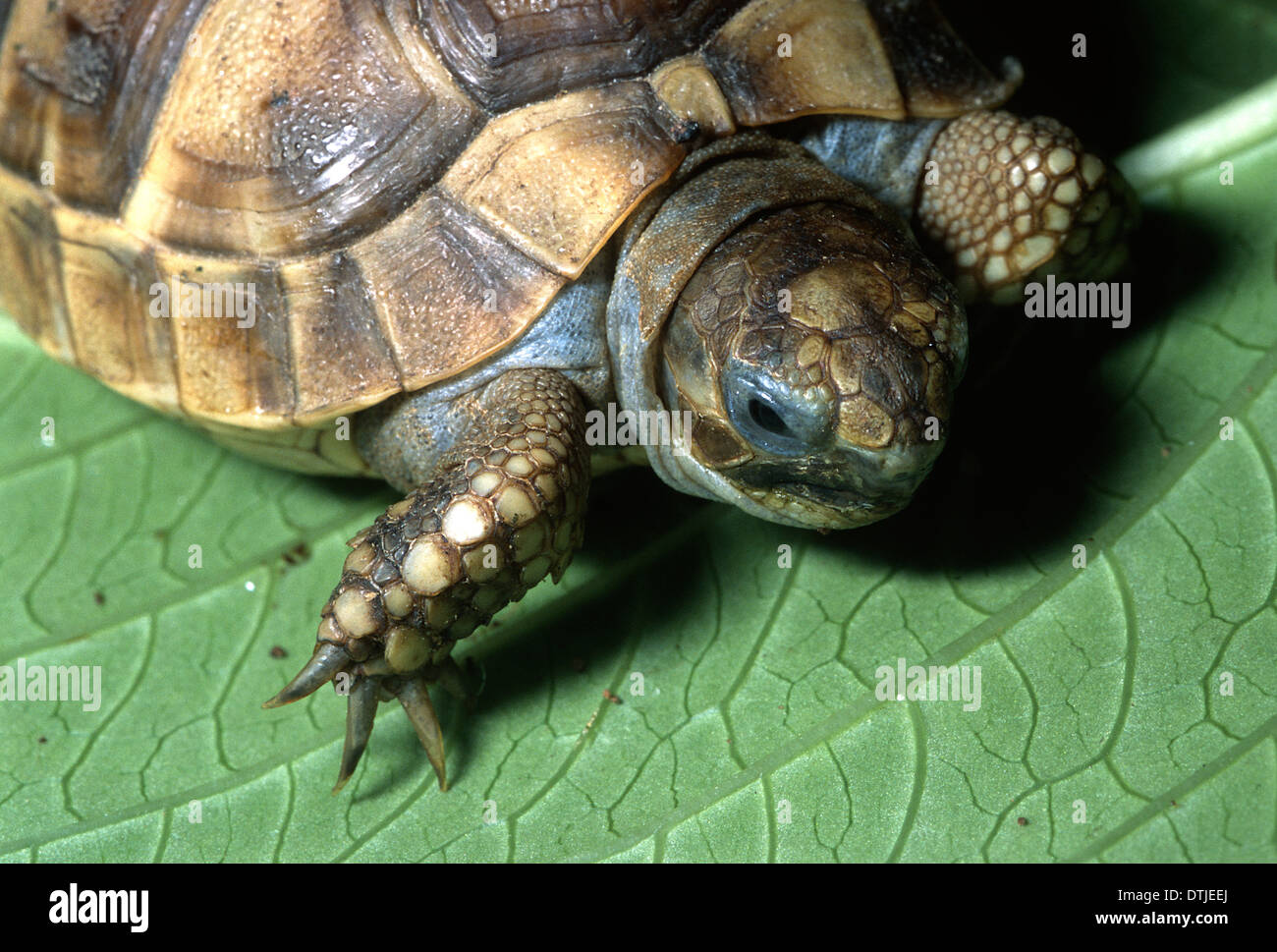 Testuggine greca testudo greca immagini e fotografie stock ad alta ...