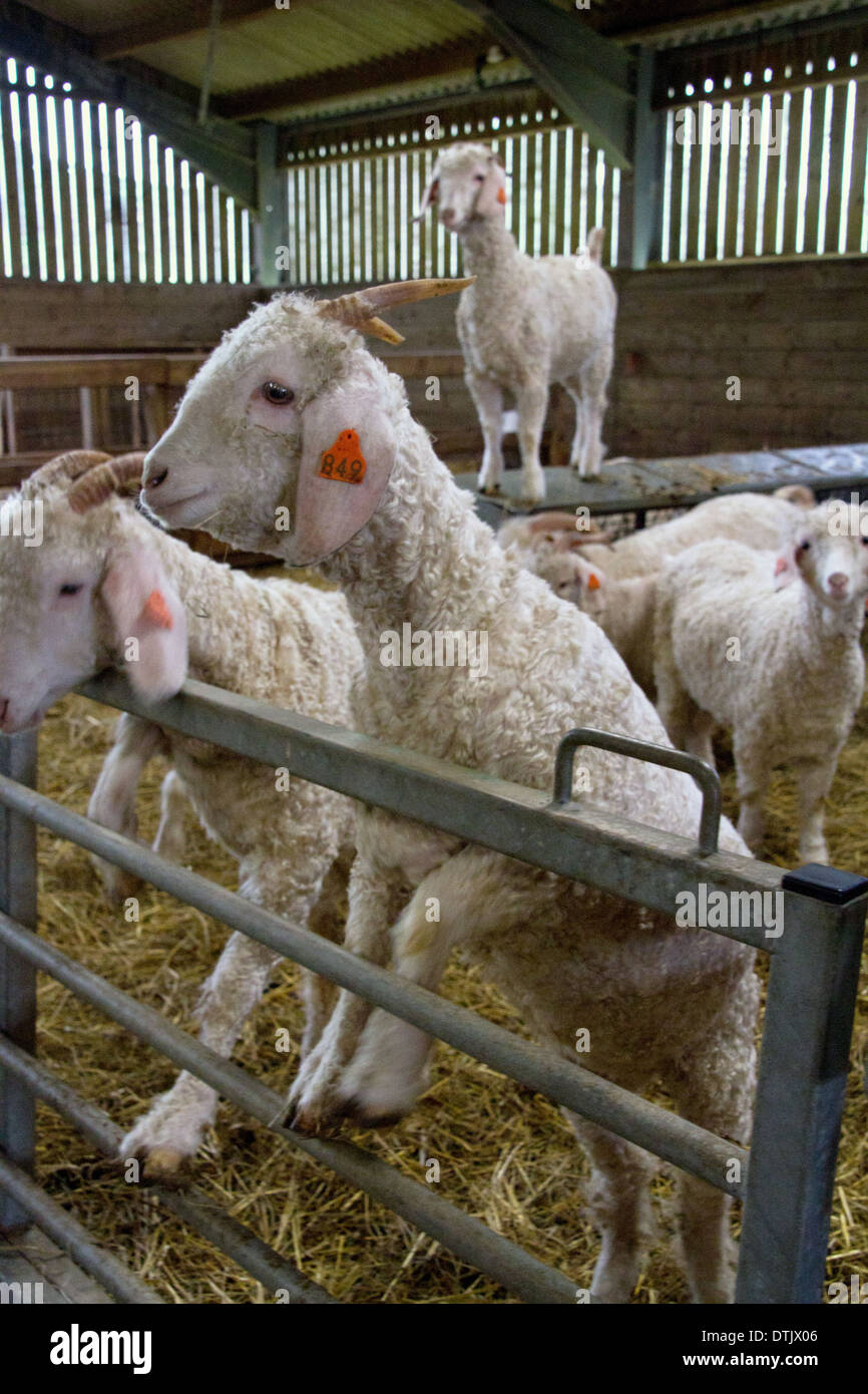 Angora goat wool immagini e fotografie stock ad alta risoluzione - Alamy