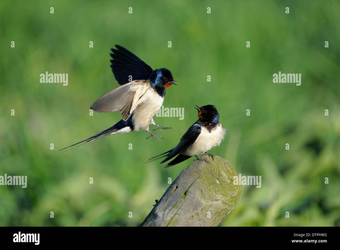 Due rondini in volo immagini e fotografie stock ad alta risoluzione - Alamy