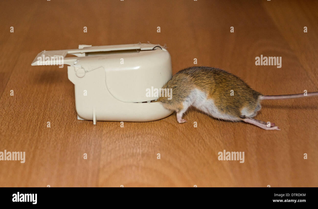 Topo morto in trappola immagini e fotografie stock ad alta risoluzione ...