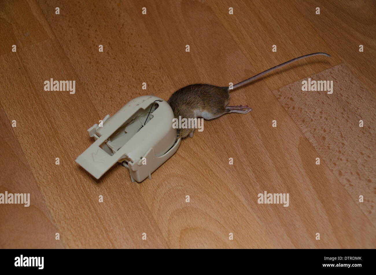 Trappola per topi con topo morto immagini e fotografie stock ad alta ...
