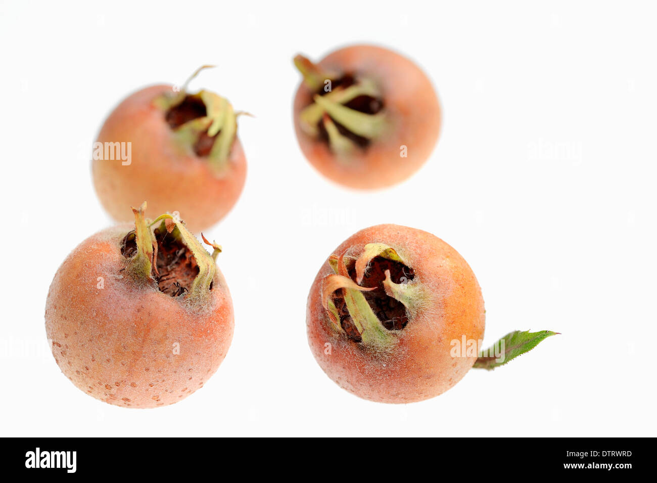 Pianta di nespolo immagini e fotografie stock ad alta risoluzione - Alamy