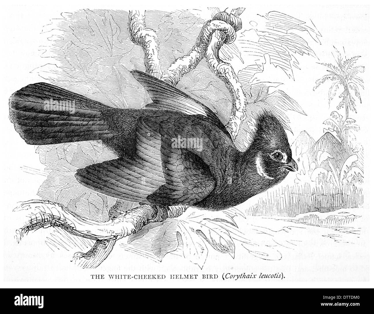 Casco con piumaggio immagini e fotografie stock ad alta risoluzione - Alamy