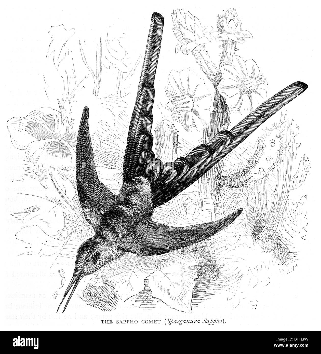 Sparganura sappho immagini e fotografie stock ad alta risoluzione - Alamy