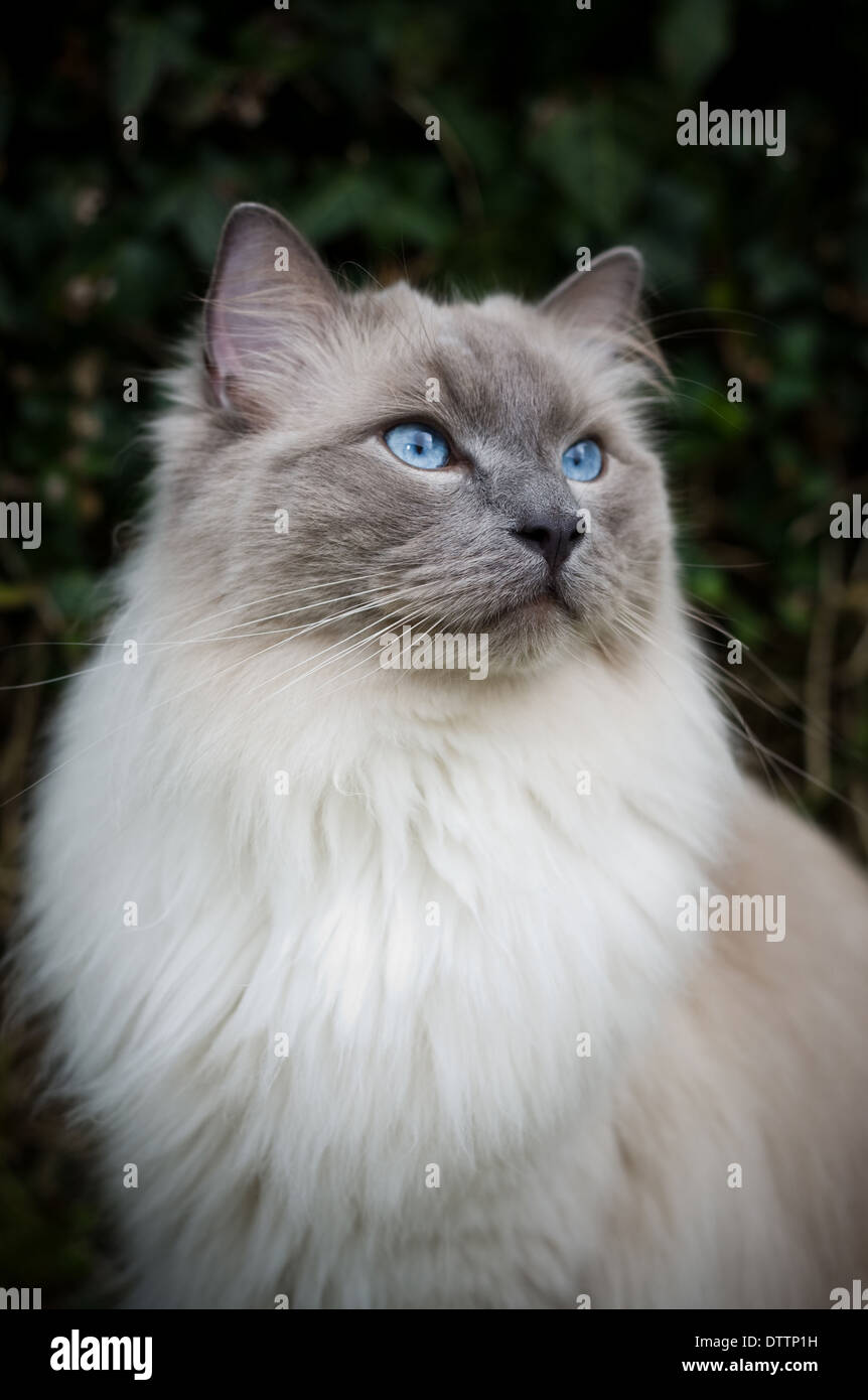 Ragdoll cat immagini e fotografie stock ad alta risoluzione - Alamy