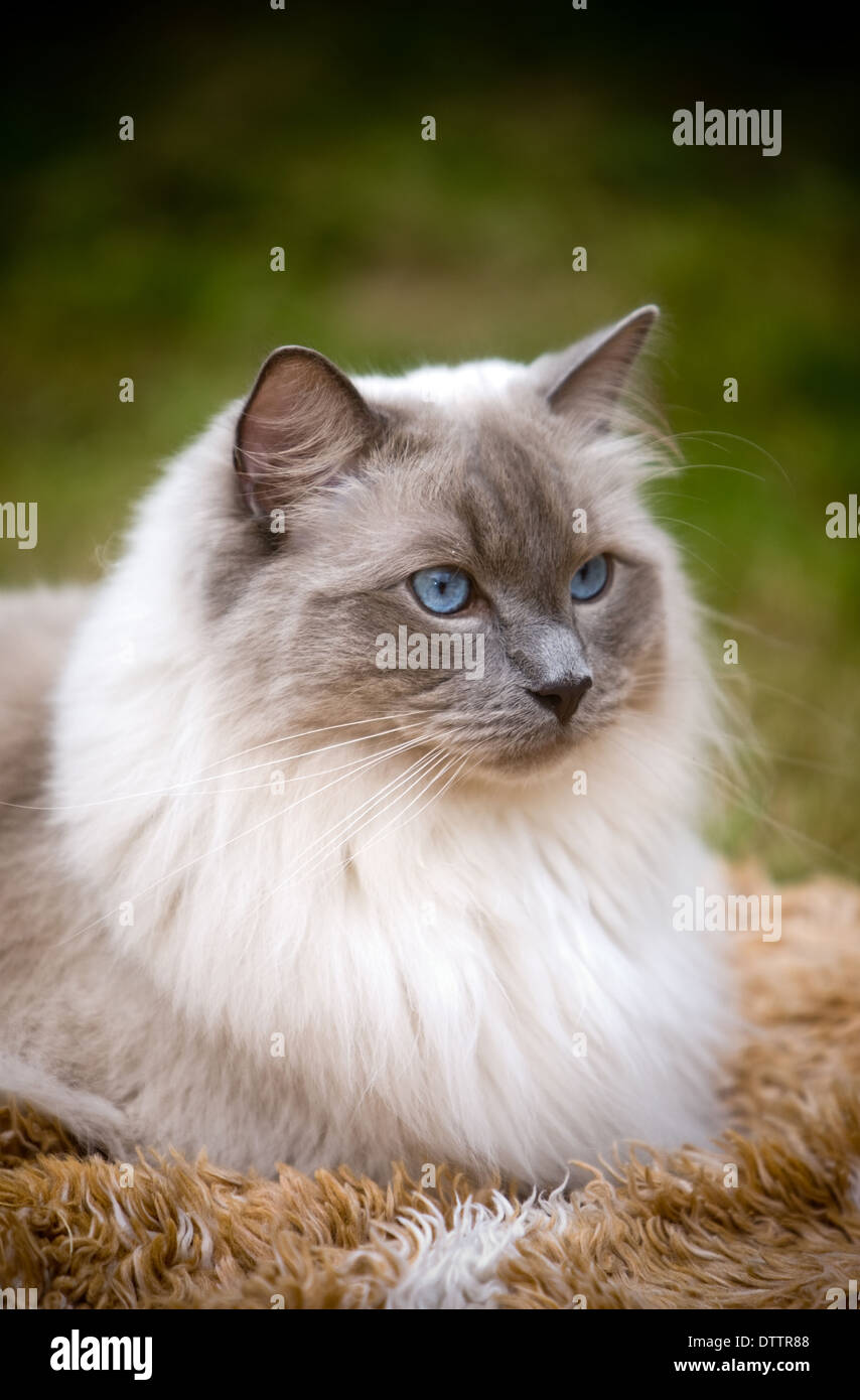 Ragdoll cat immagini e fotografie stock ad alta risoluzione - Alamy